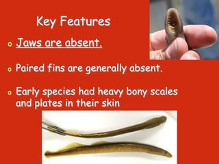 Agnathans - excellent material for teaching about jawless fish.pptx