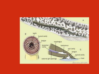 Agnathans - excellent material for teaching about jawless fish.pptx