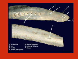 Agnathans - excellent material for teaching about jawless fish.pptx