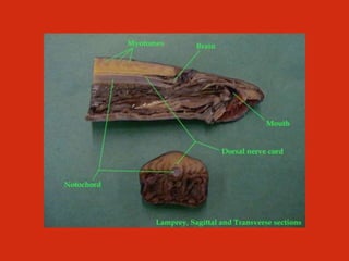 Agnathans - excellent material for teaching about jawless fish.pptx