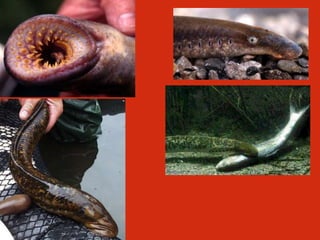 Agnathans - excellent material for teaching about jawless fish.pptx