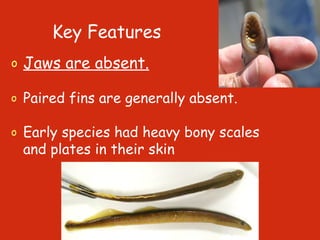Agnathans 2 | PPT