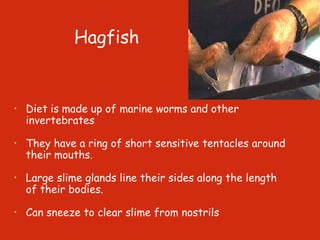 Agnathans 2 | PPT