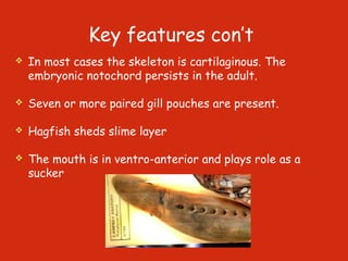 Agnathans 2 | PPT