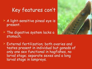 Agnathans 2 | PPT