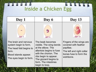 Agnes and hannah 3.9 | PPT | Birds | Pets