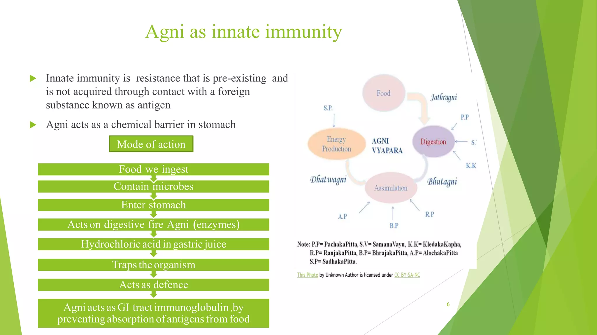 Role of agni in boosting immunity | PPT