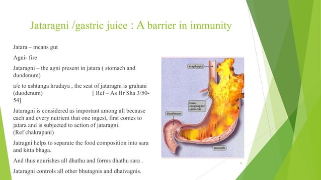 Role of agni in boosting immunity | PPT