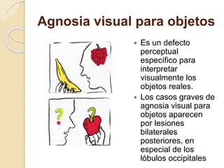 Agnosias neuropsicologia Psicofisiologia | PPTX