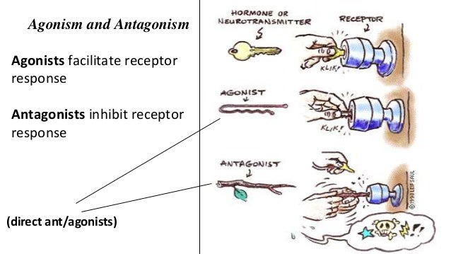 Antagonists Vs Agonists