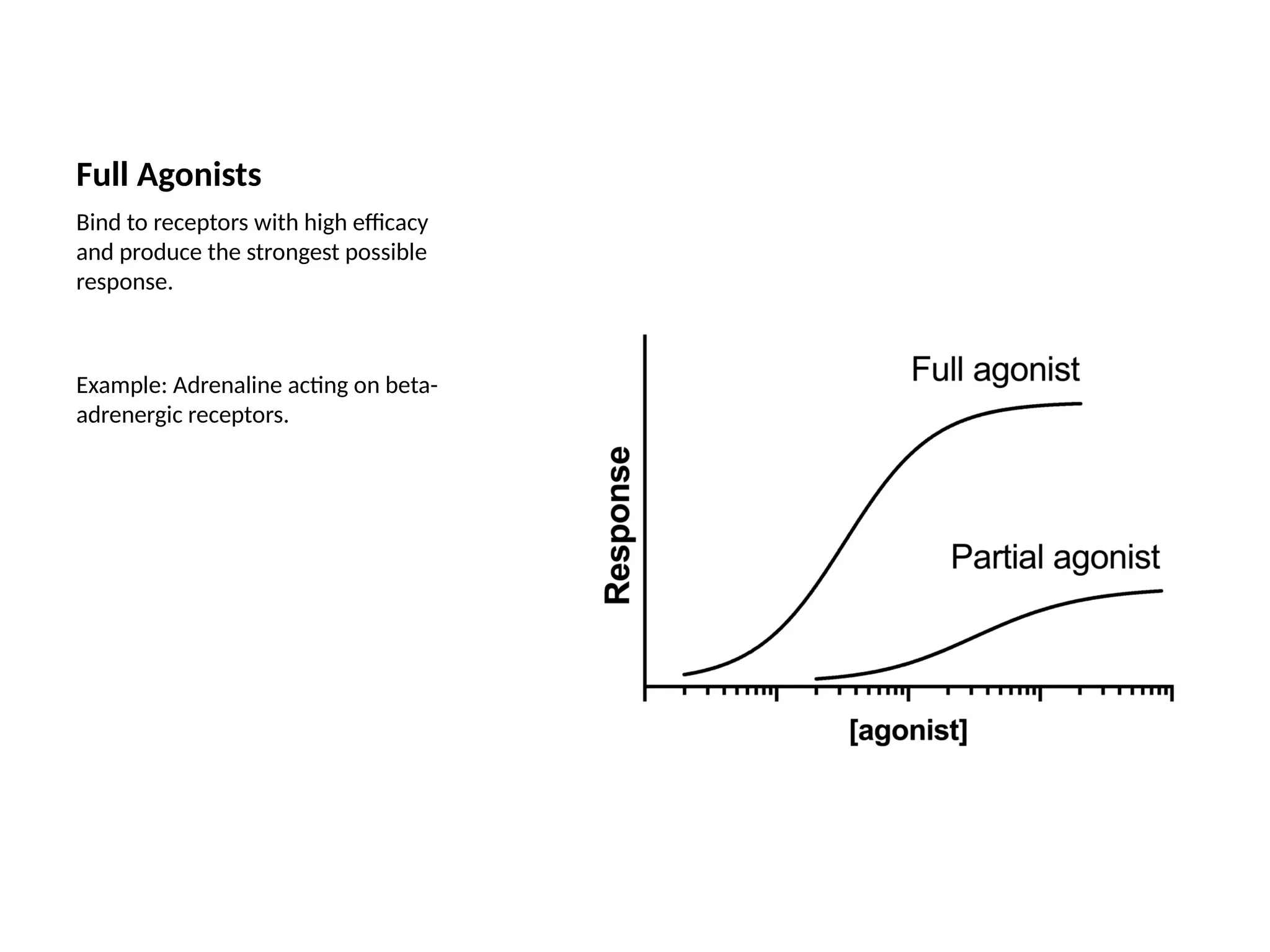Agonists and Antagonists. B.Pharmacy 3rd sem | PPTX