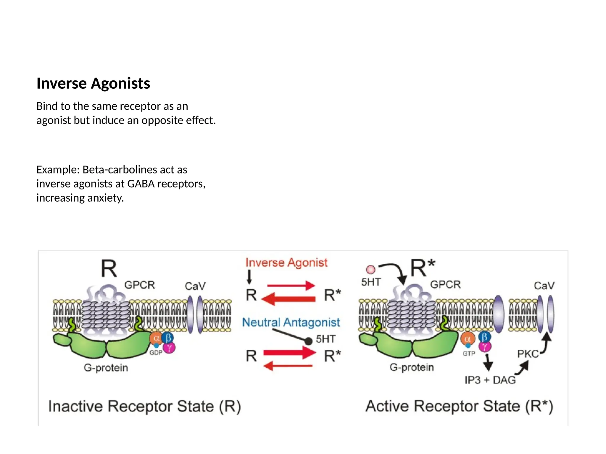 Agonists and Antagonists. B.Pharmacy 3rd sem | PPTX