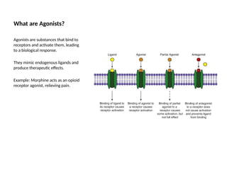 Agonists and Antagonists. B.Pharmacy 3rd sem | PPTX
