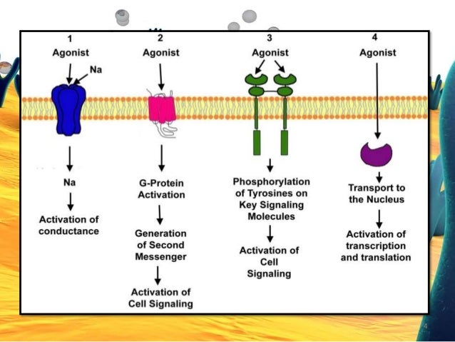 Agonists, partial agonists,