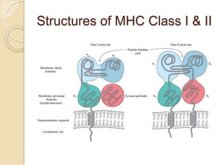 Ag presentation & role of mhc somu | PPTX