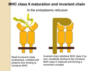 Ag presentation & role of mhc somu | PPTX