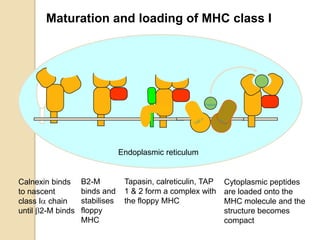 Ag presentation & role of mhc somu | PPTX