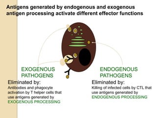 Ag presentation & role of mhc somu | PPTX