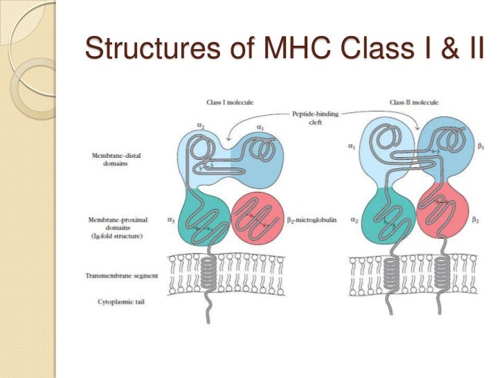 Ag presentation & role of mhc somu