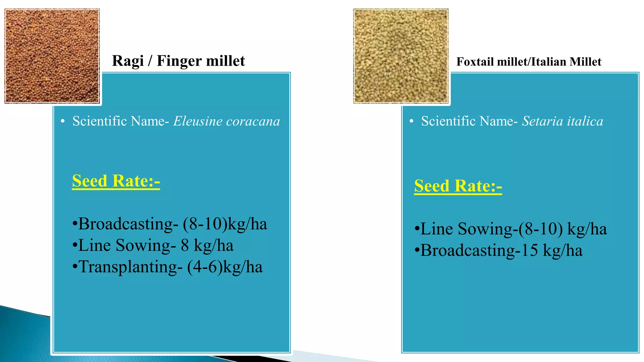 Seed Rate of Major Millets | PPTX