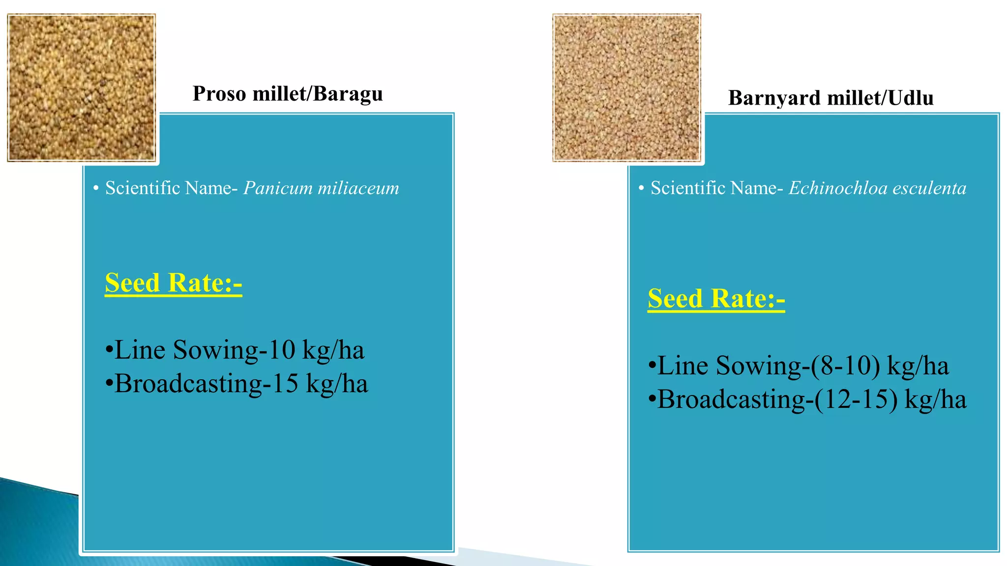 Seed Rate of Major Millets | PPTX