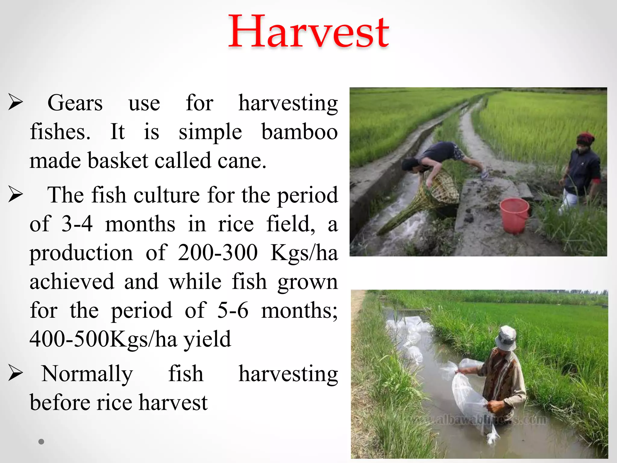 Rice cum fish culture | PPTX