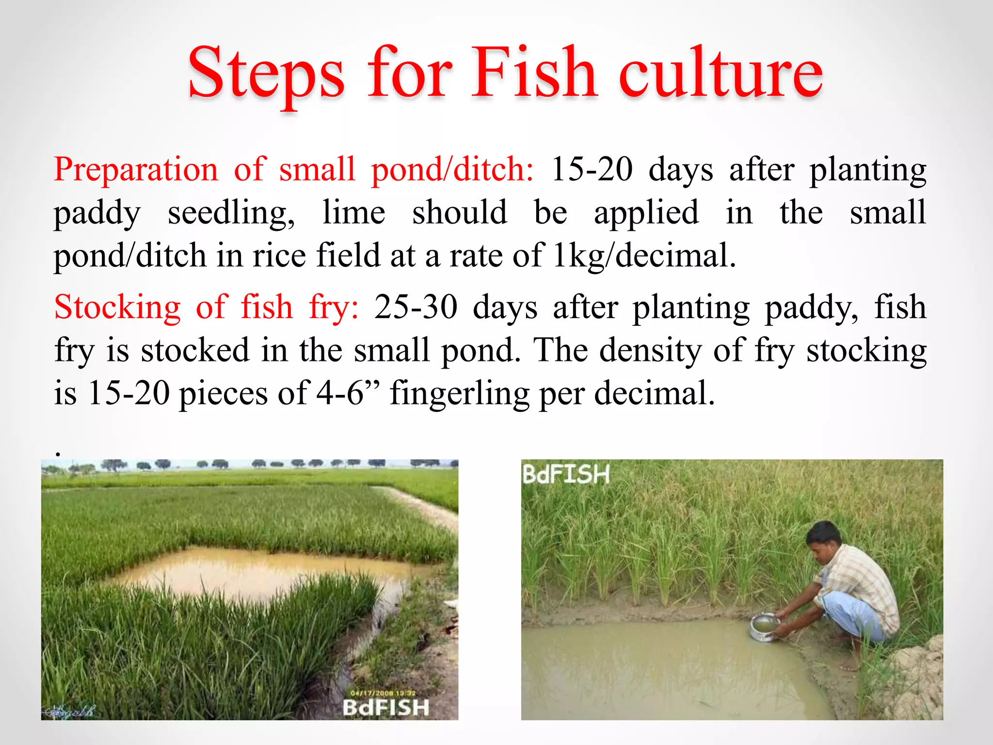 Rice cum fish culture | PPTX
