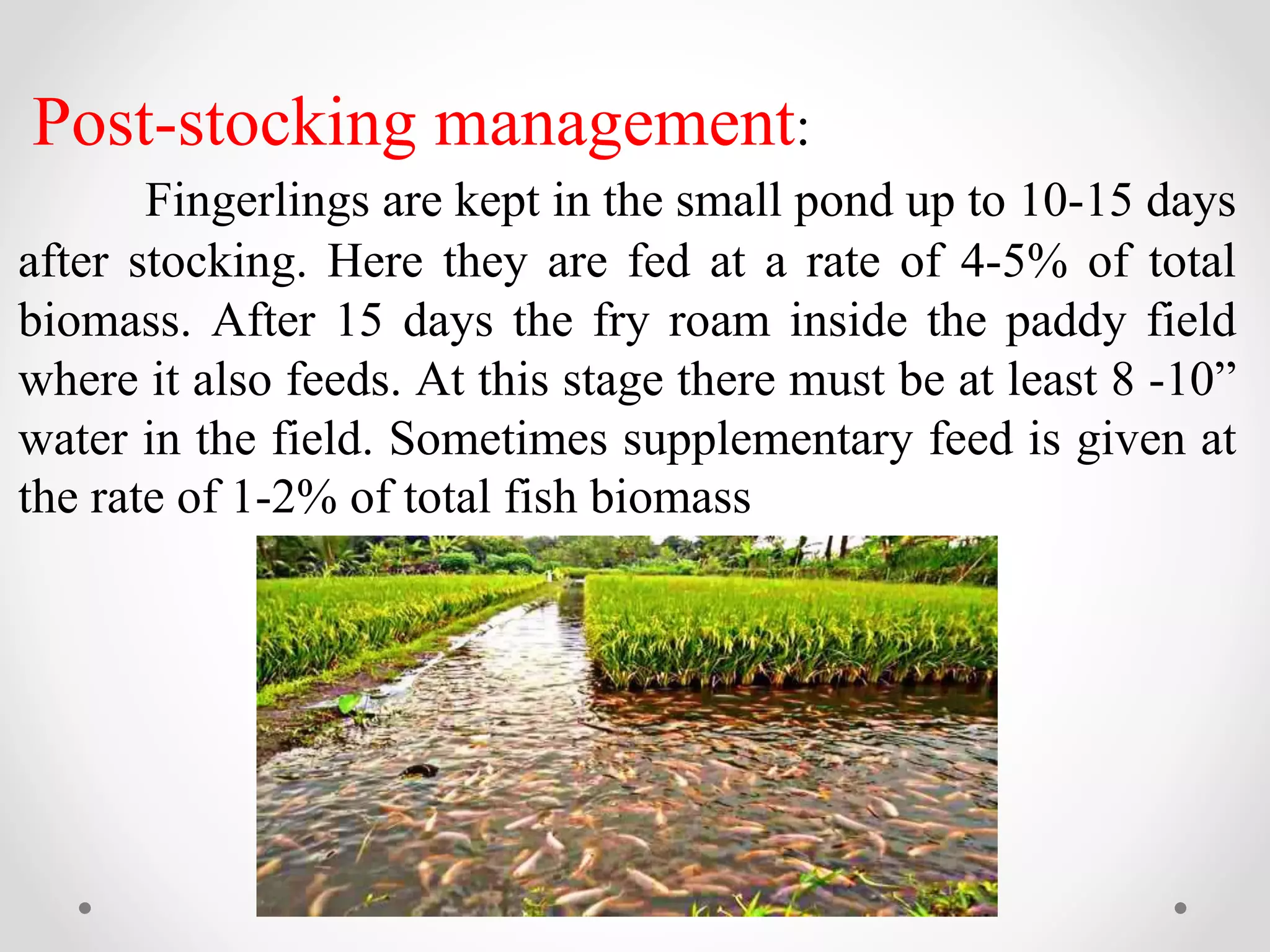 Rice cum fish culture | PPTX