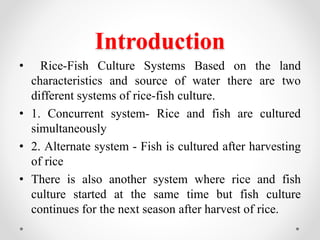 Rice cum fish culture | PPTX