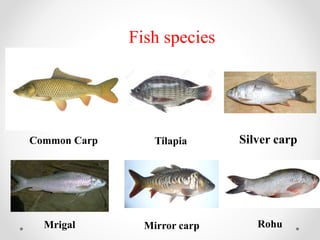 Rice cum fish culture | PPTX