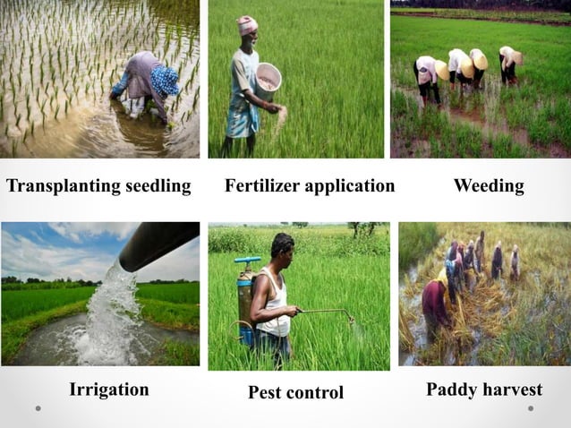 Rice cum fish culture | PPTX