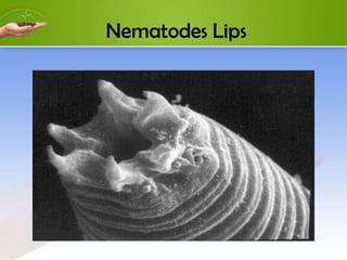 AGR154 CHAPTER 4 - NEMATODES | PPT