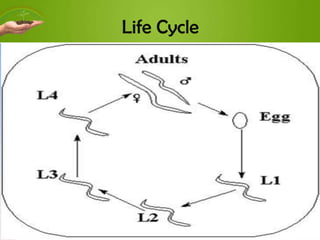 AGR154 CHAPTER 4 - NEMATODES | PPT