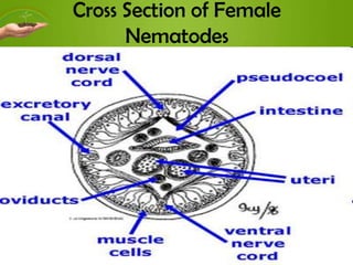 AGR154 CHAPTER 4 - NEMATODES | PPT