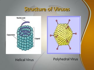 AGR154 CHAPTER 4 - VIRUS | PPT