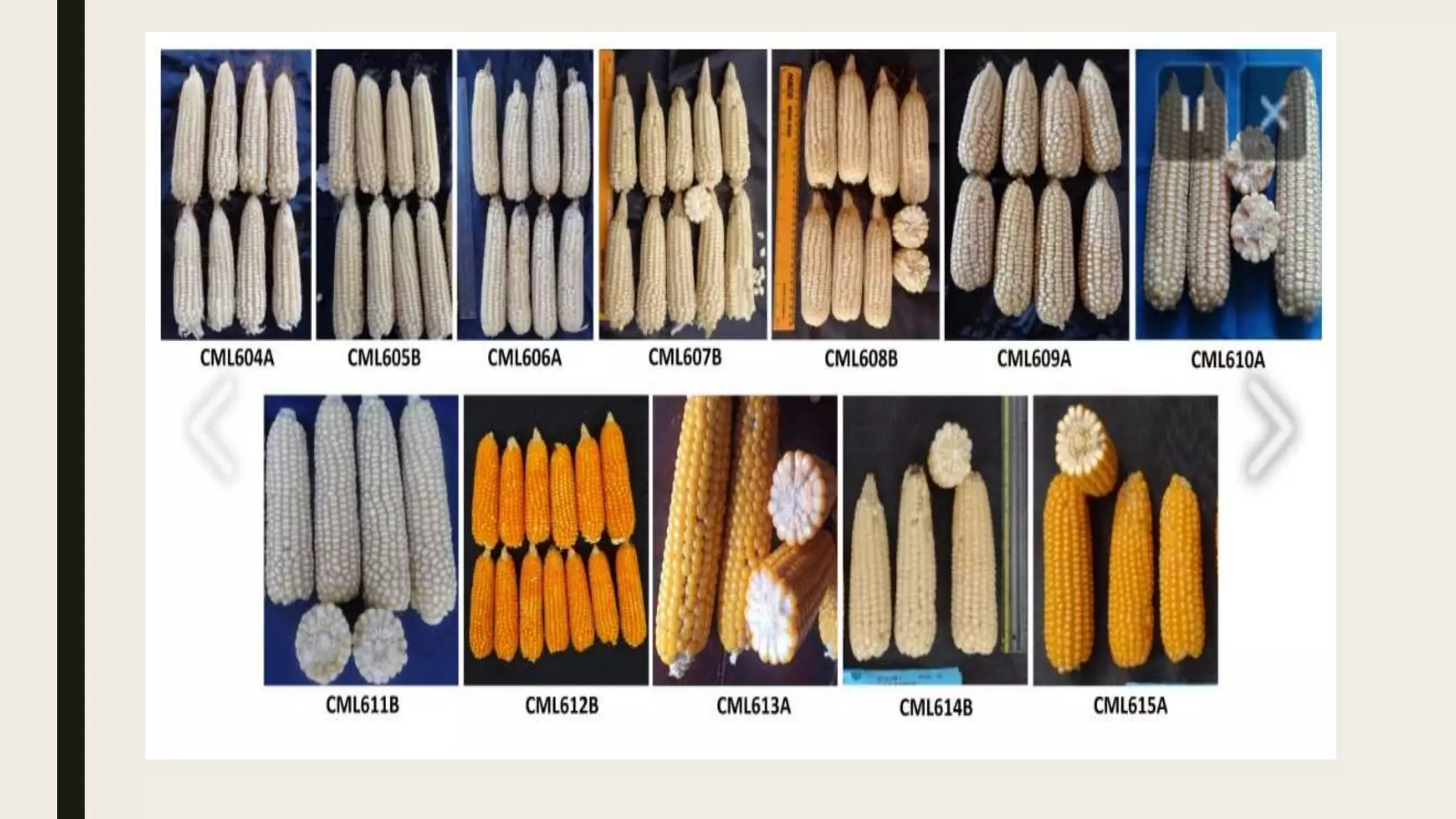 AGR 201 presentation-Miruthula.pptx