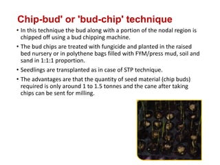 Sugarcane Nursery preparation techniques | PPTX