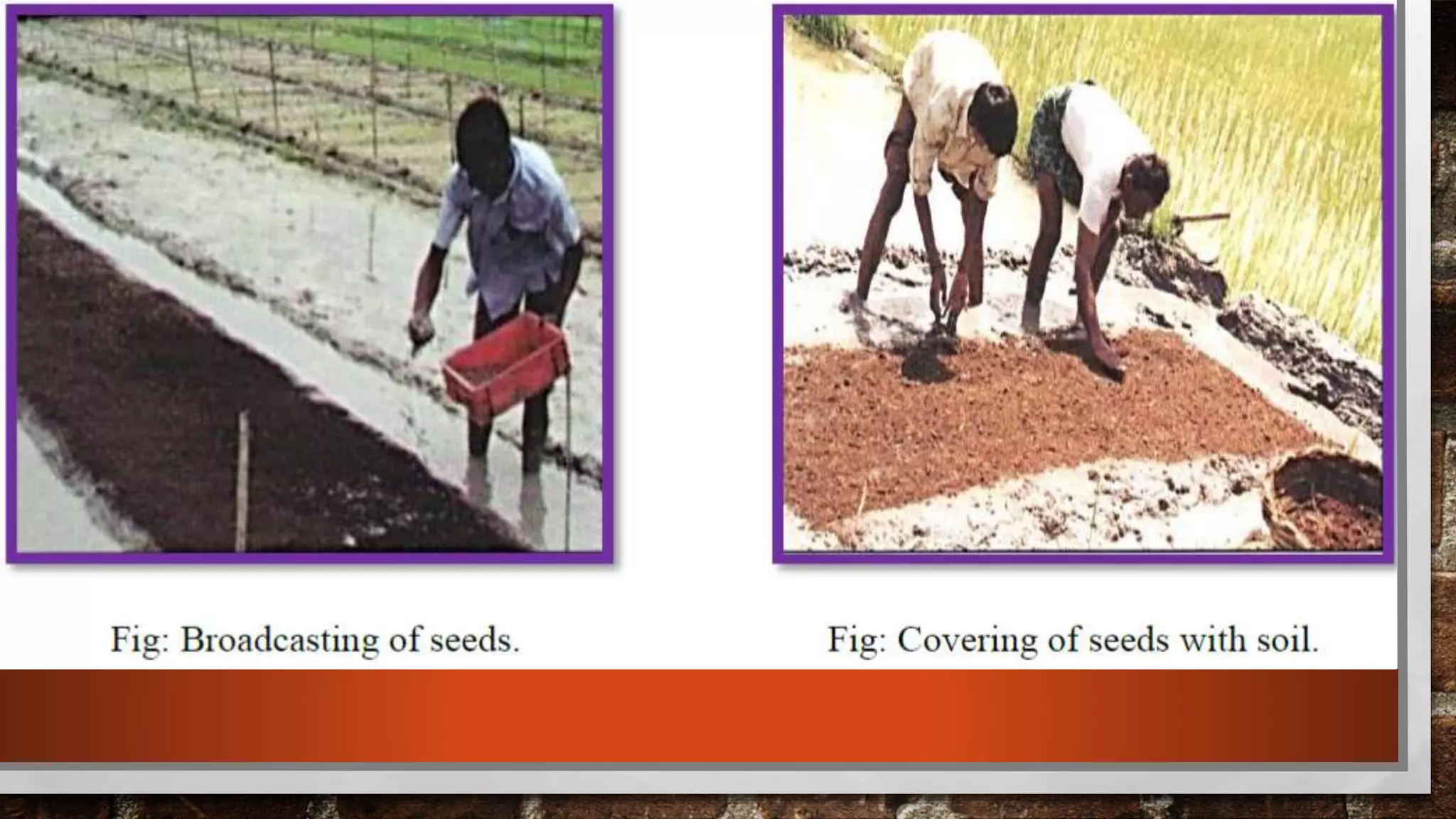 Agr 301 (major field crops) uhs16 ug3006 | PPTX