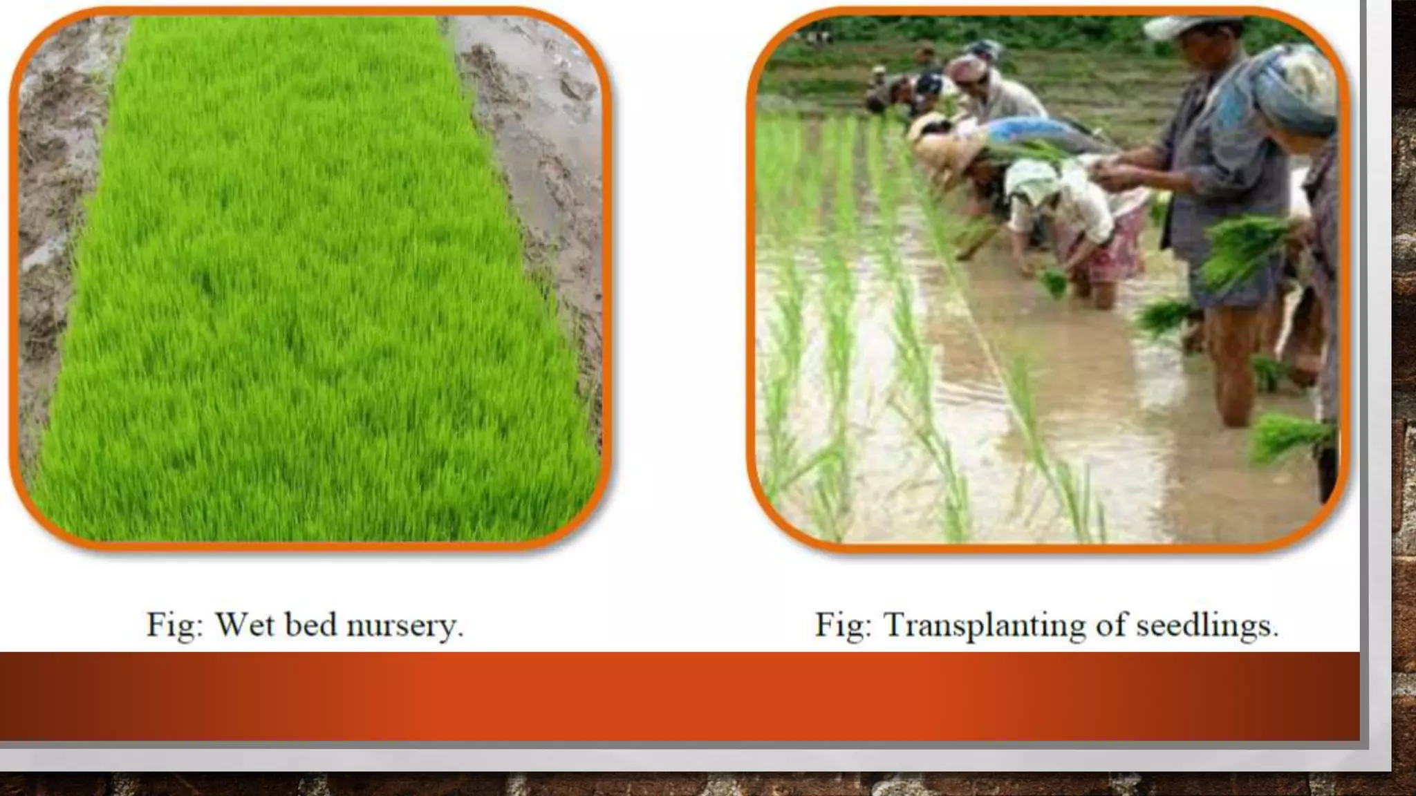 Agr 301 (major field crops) uhs16 ug3006 | PPTX