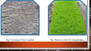 Agr 301 (major field crops) uhs16 ug3006 | PPTX