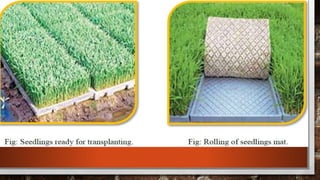 Agr 301 (major field crops) uhs16 ug3006 | PPTX