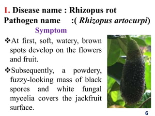 Presentation on Disease of Jack fruit | PPTX