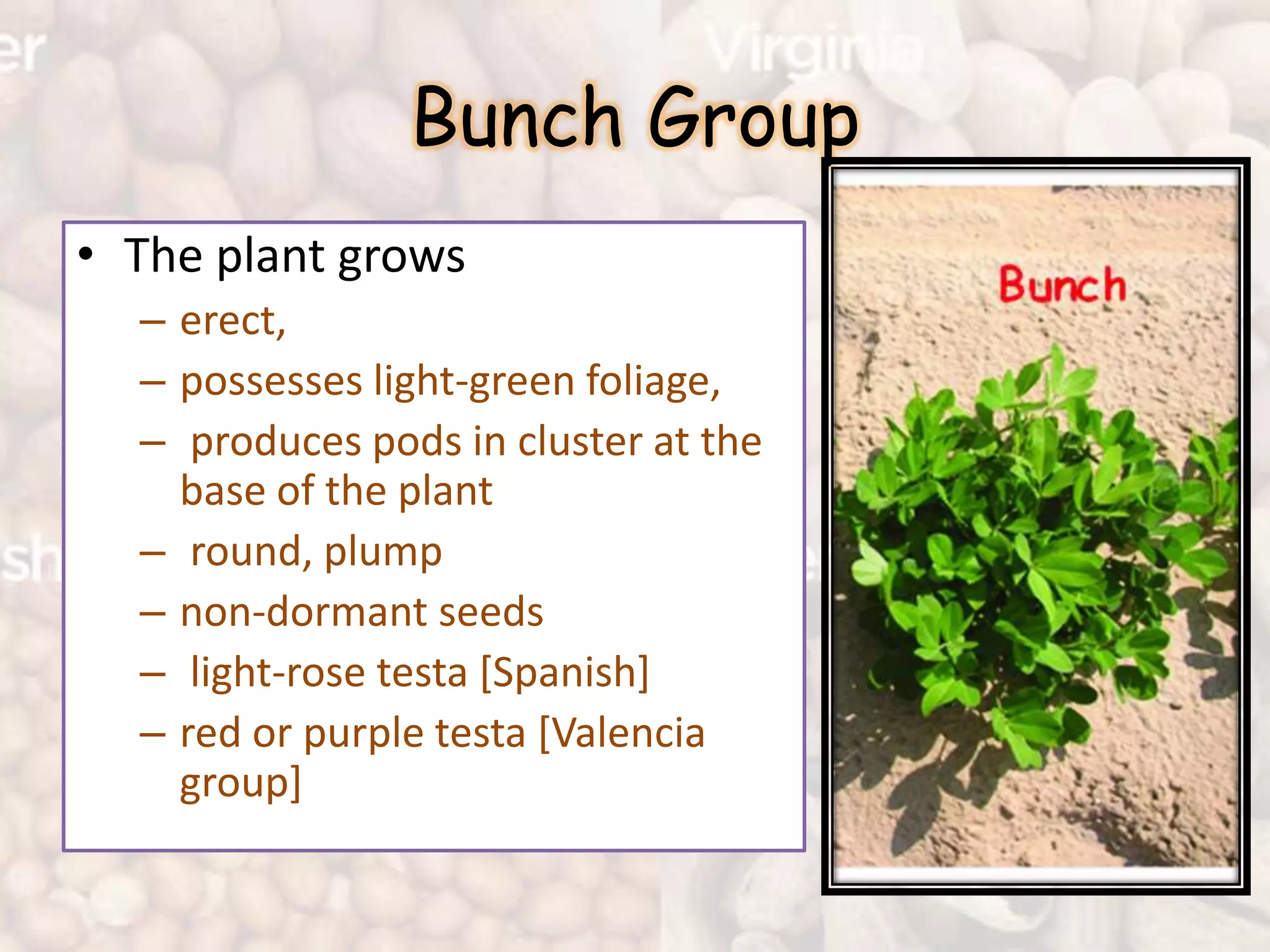 SUITABLE GROUNDNUT VARIETIES FOR KHARIF AND RABI | PPTX