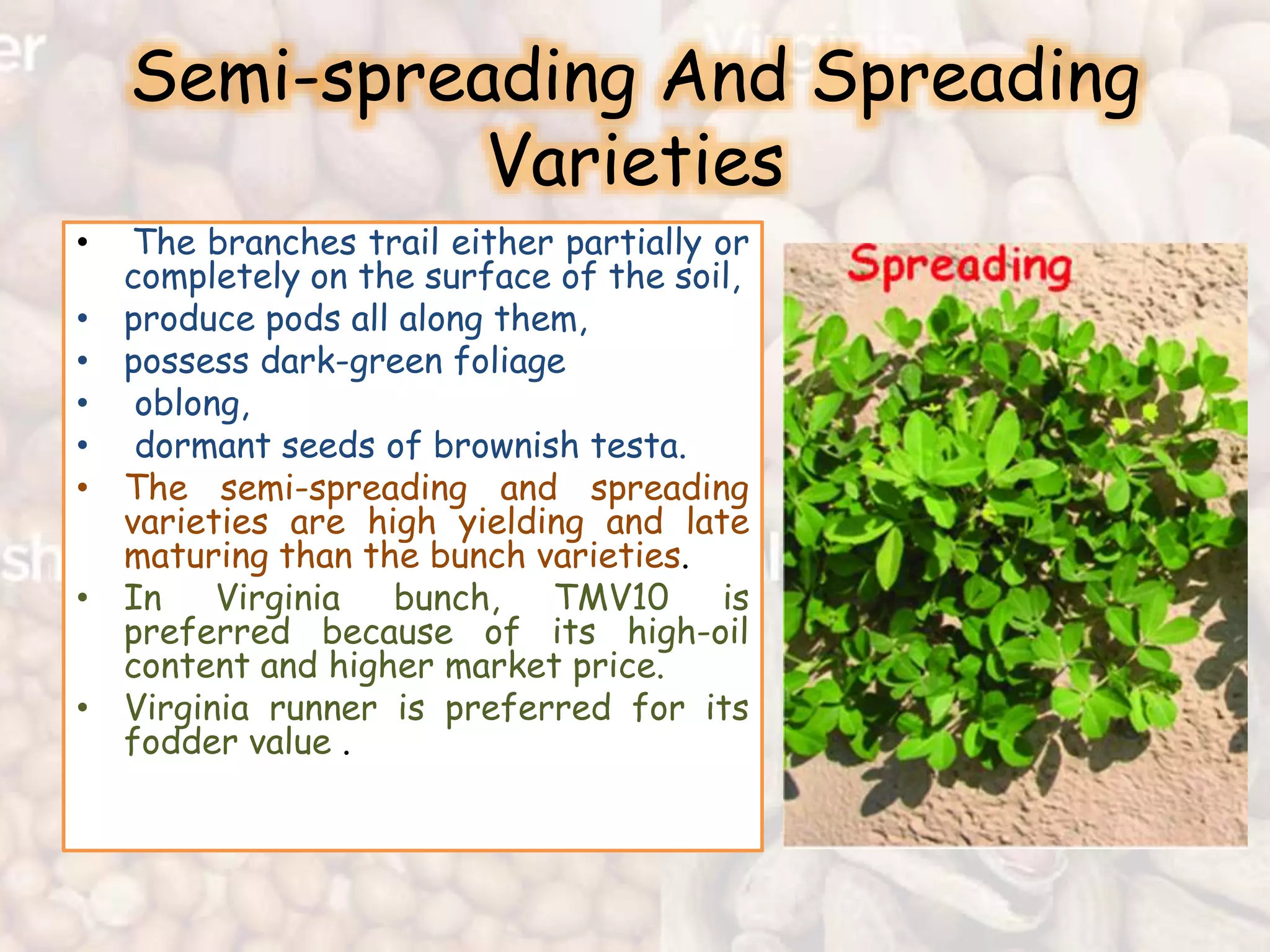 SUITABLE GROUNDNUT VARIETIES FOR KHARIF AND RABI | PPTX