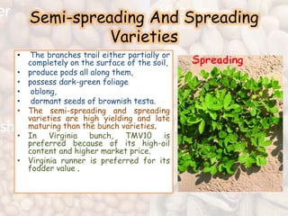 SUITABLE GROUNDNUT VARIETIES FOR KHARIF AND RABI | PPTX