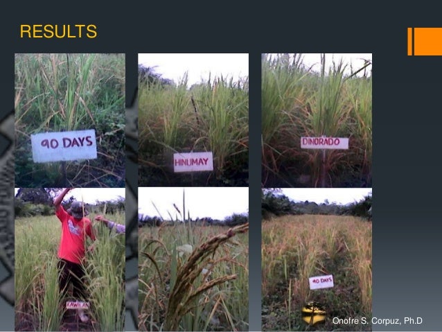 Enhancing upland rice production in various agro_ ecosystem