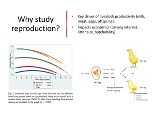 Introduction to Animal Reproduction Class | PDF