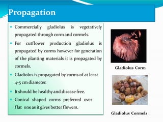 Gladiolus | PDF