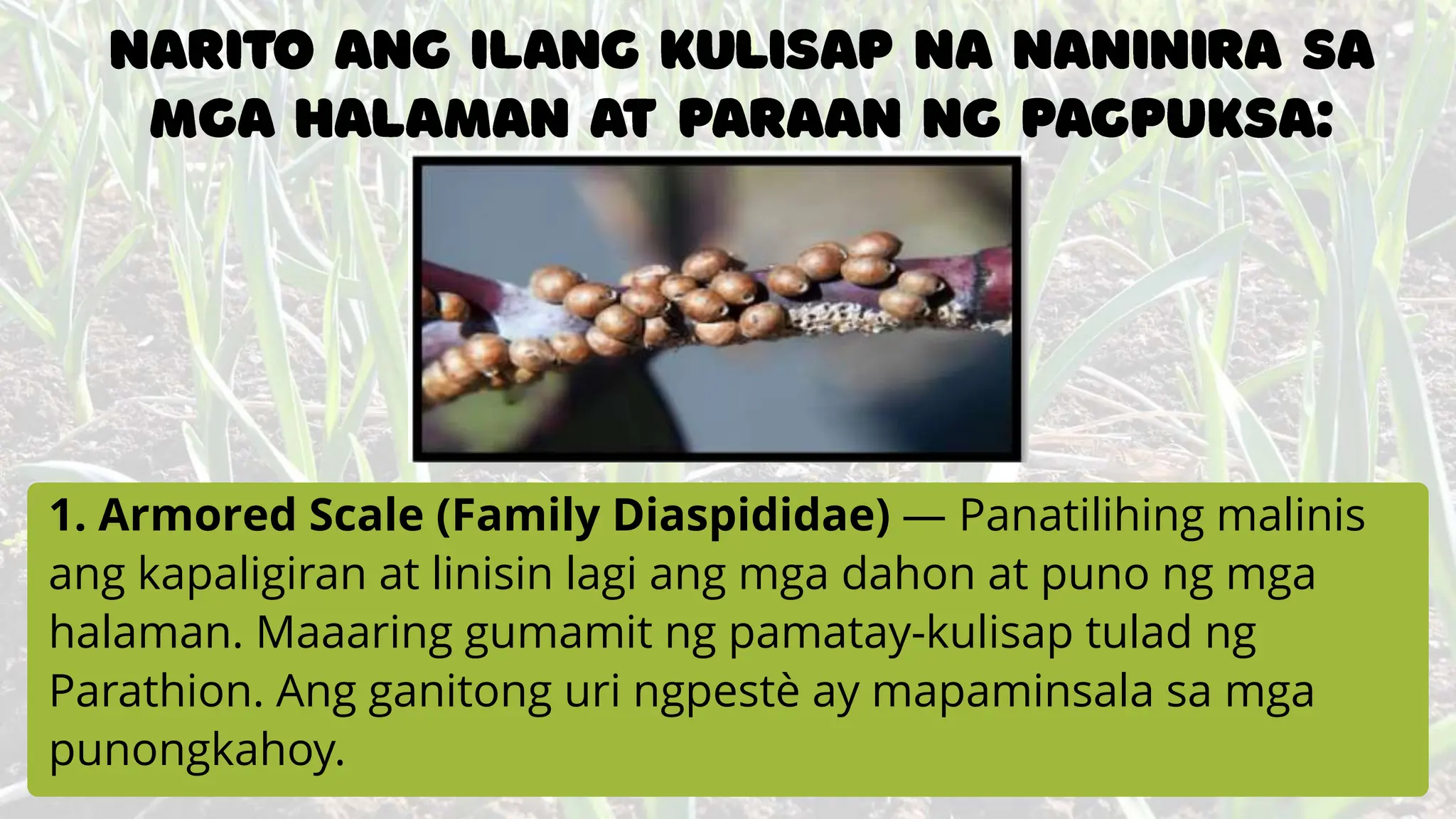 Agri 5 Wk 2 Masistemang Pangangalaga ng Tanim na mga Gulay.pptx