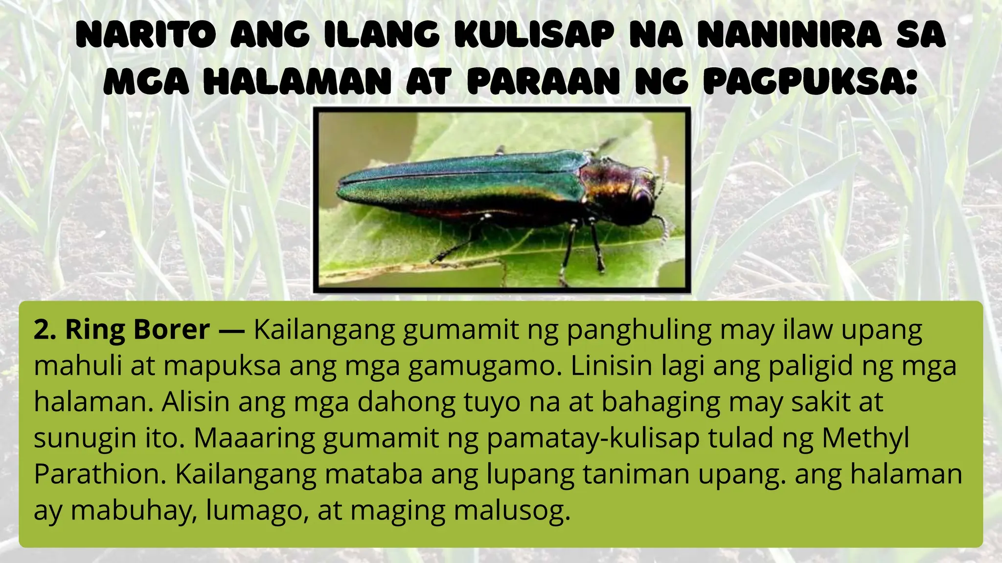 Agri 5 Wk 2 Masistemang Pangangalaga ng Tanim na mga Gulay.pptx